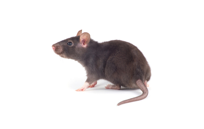 Rodent Control - Pest Patrol